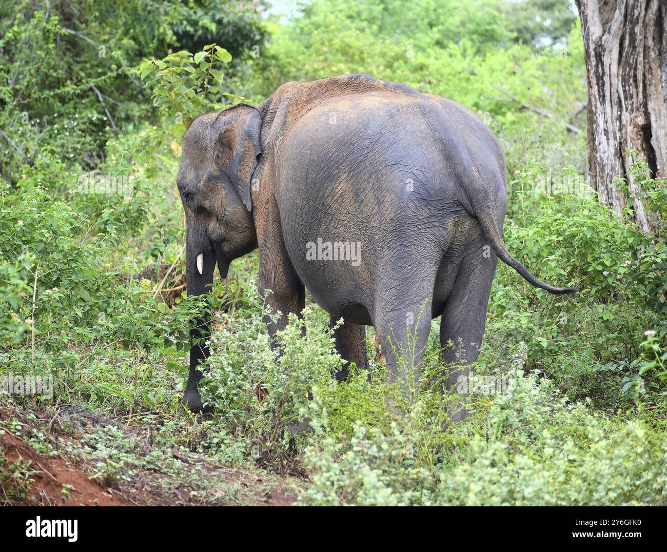 Habitat in tropical rainforests hi-res stock photography and images - Alamy