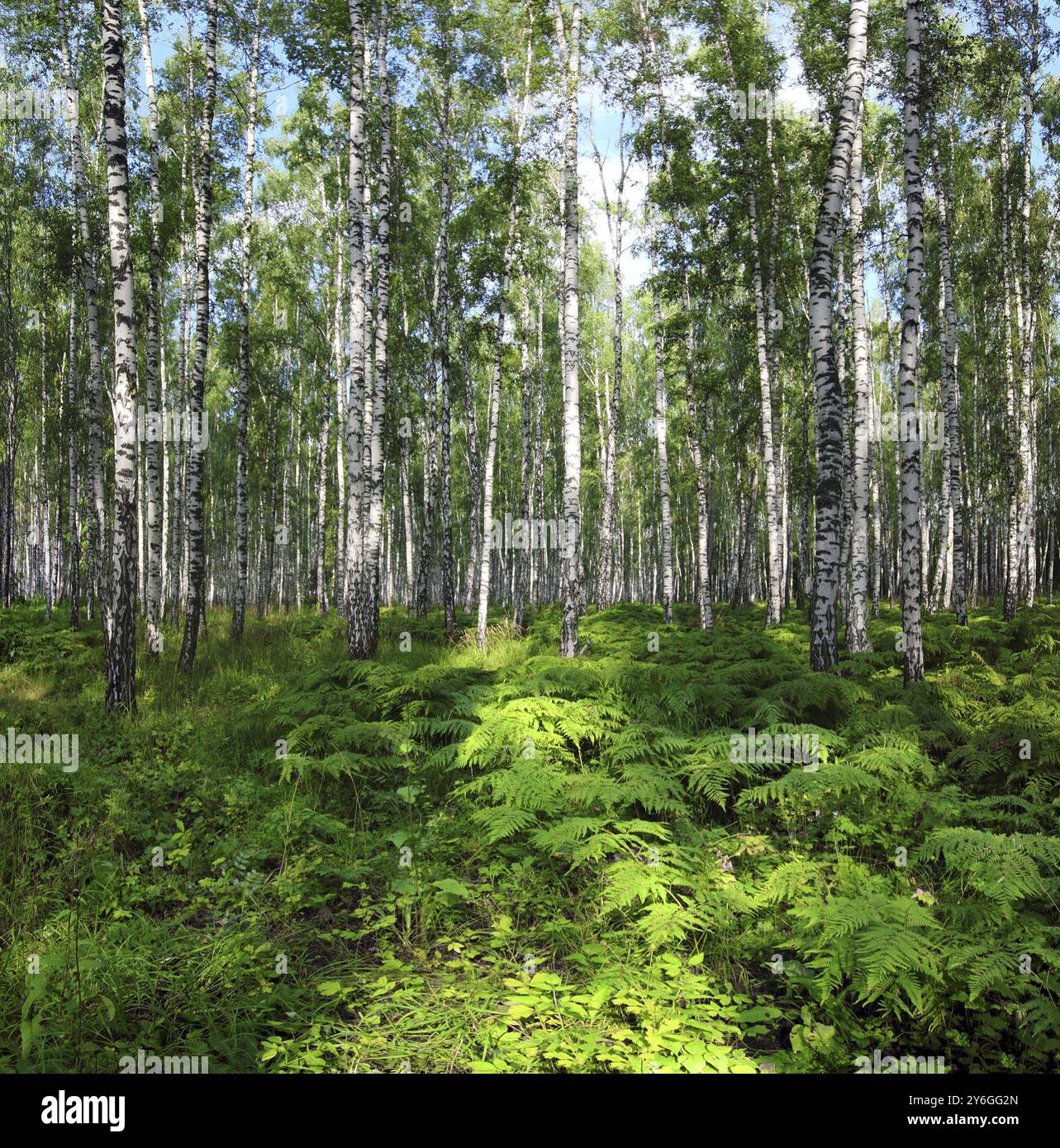 Nice summer birch forest landscape in Russia Stock Photo - Alamy