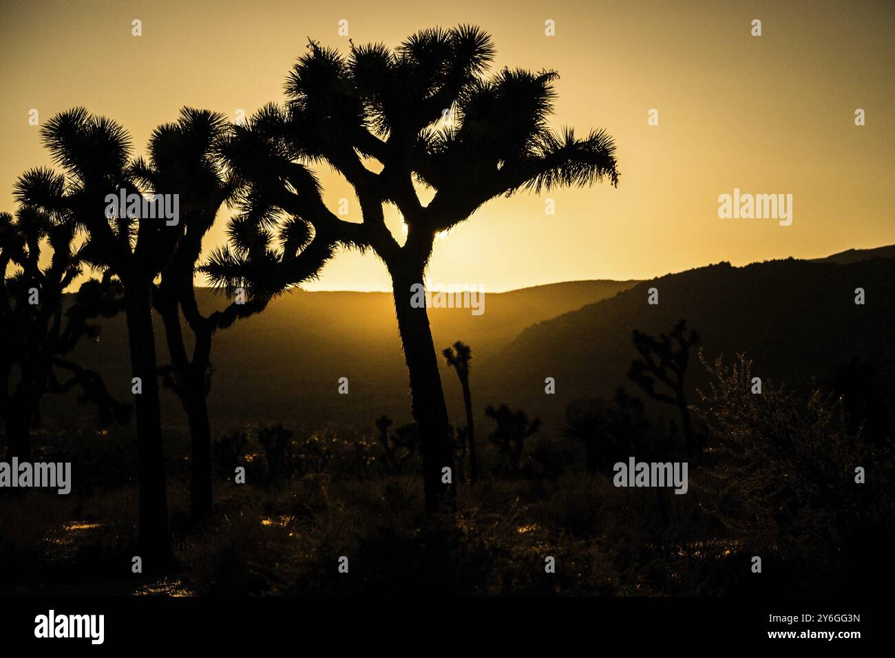 Trees in silhouette during orange sunset, at Joshua Tree National Park ...