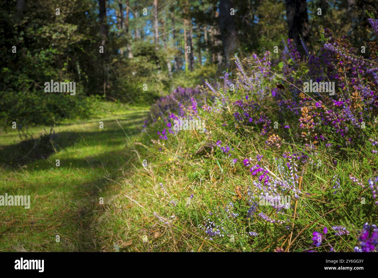 View on a forest in Terras do Mino Biosphere Reserve, Spain where ...