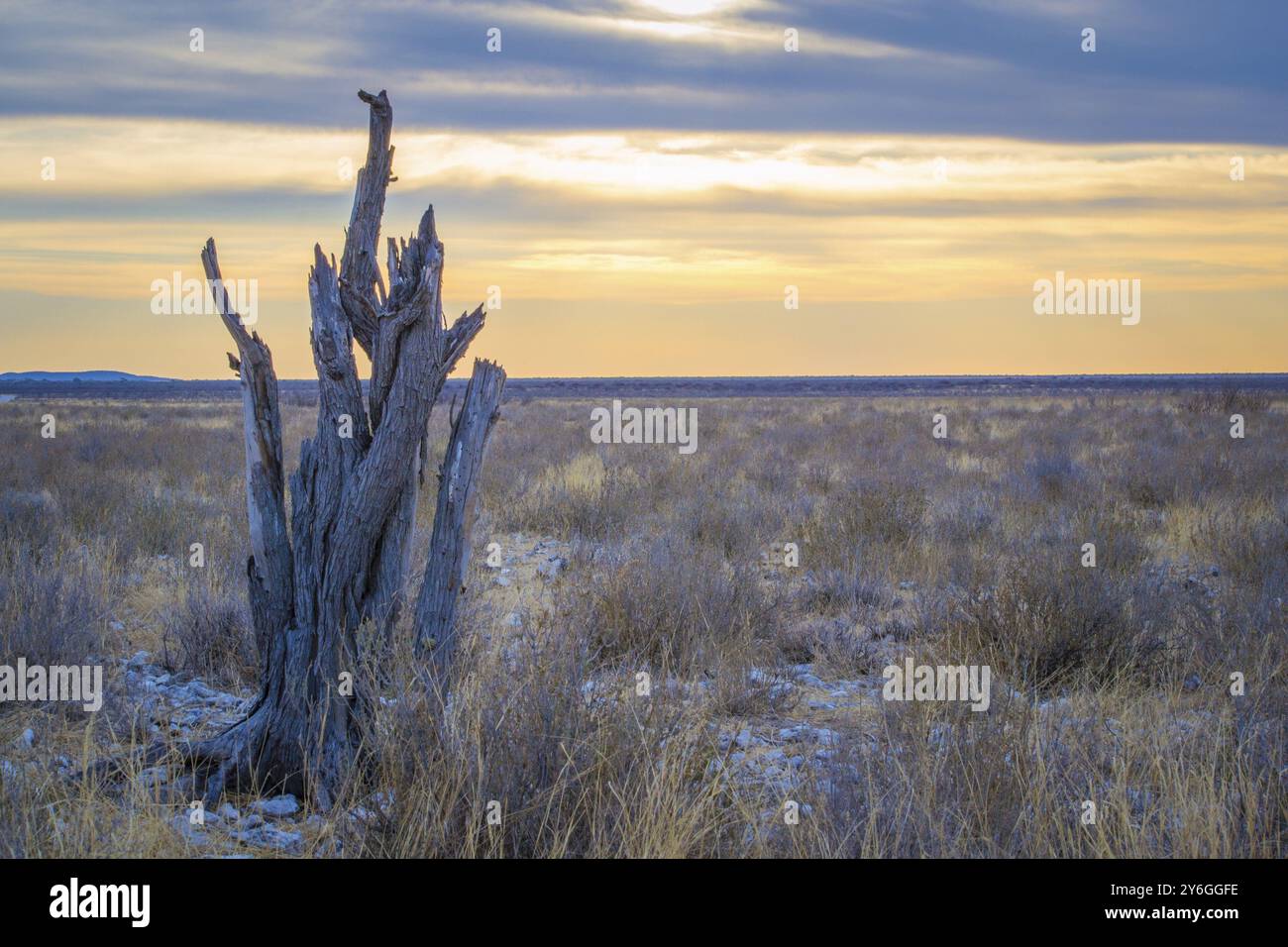 Dead tree and african savannah of Etosha National park in Namibia ...