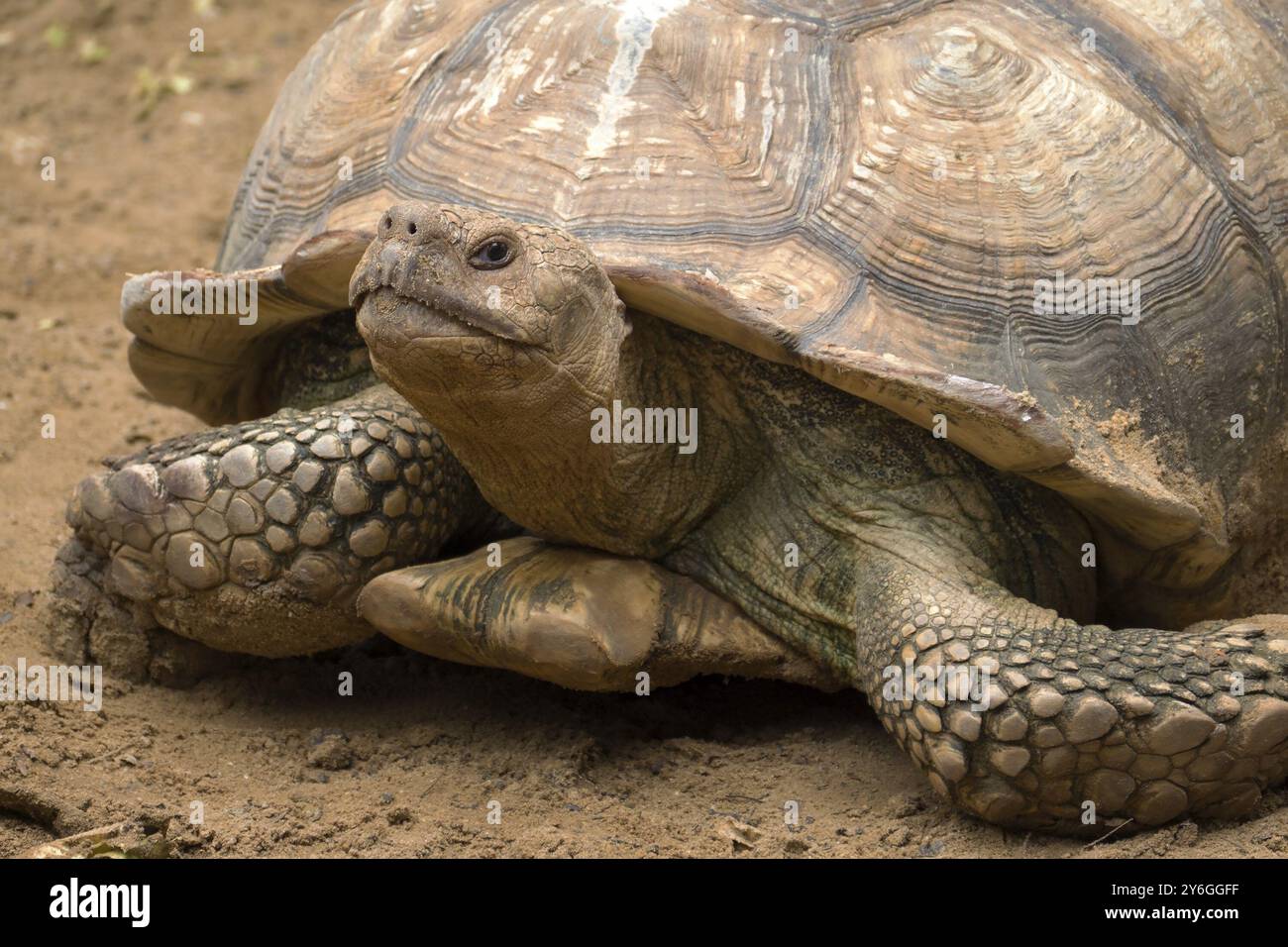 Big turtle closeup portrait Stock Photo - Alamy