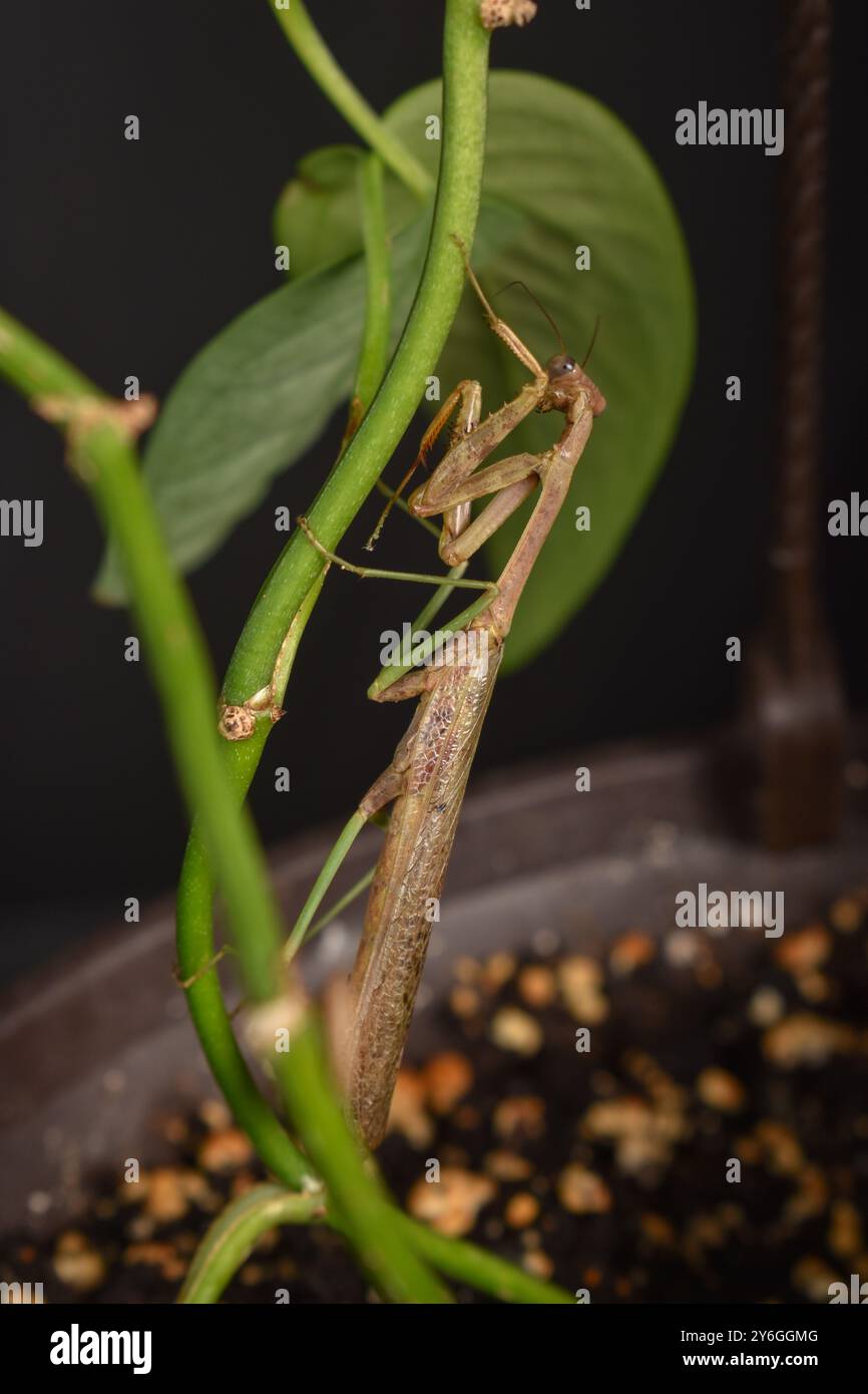 Praying mantis on the stem of a potted plant Stock Photo - Alamy