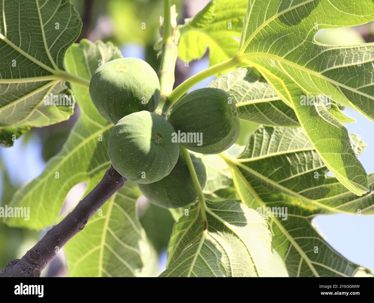 Closeup shot fig tree hi-res stock photography and images - Alamy