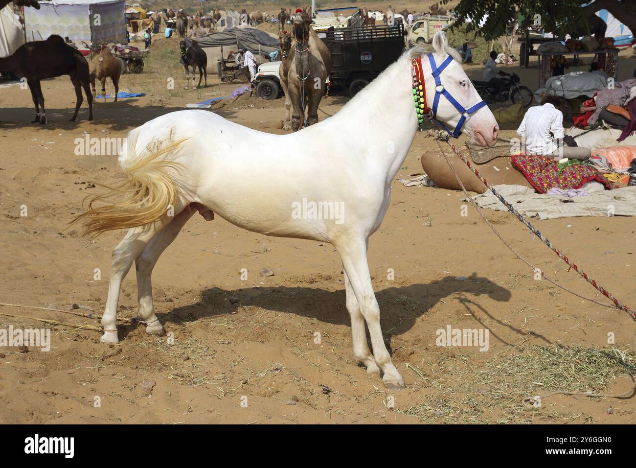 White horse pushkar fair hi-res stock photography and images - Alamy