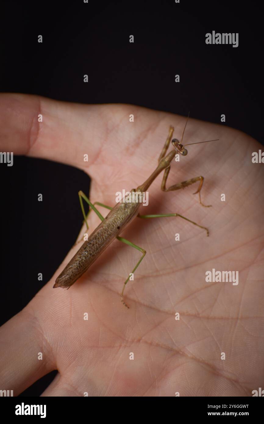 A praying mantis in the palm of someone's hand Stock Photo - Alamy