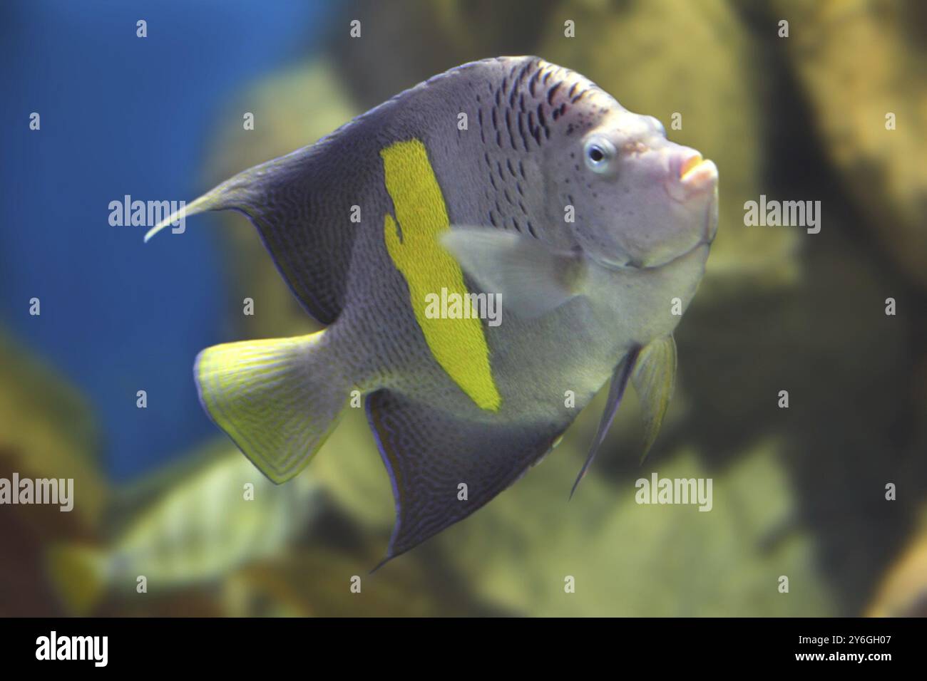 Tropical fish, angelfish, Pomacanthus, maculosus Stock Photo - Alamy