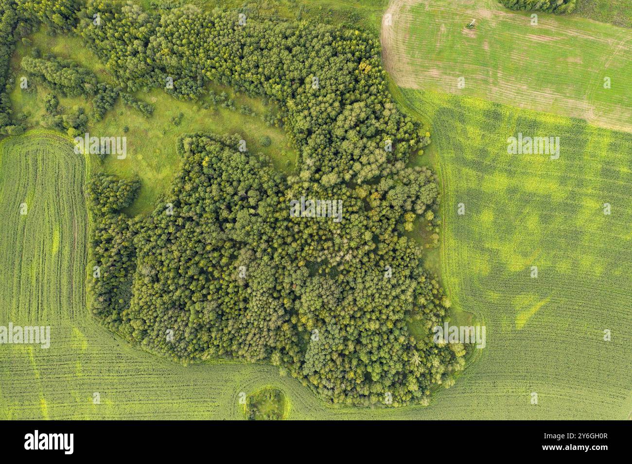 Aerial top view drone photography of a land with sown green fields in ...