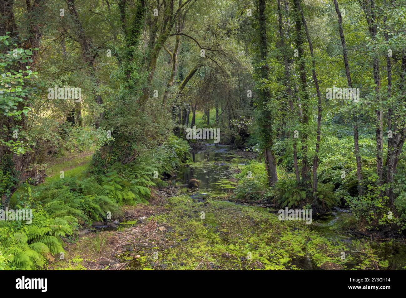 View on the river Rego de Mera on the hiking trail Ruta Dos Muinos ...