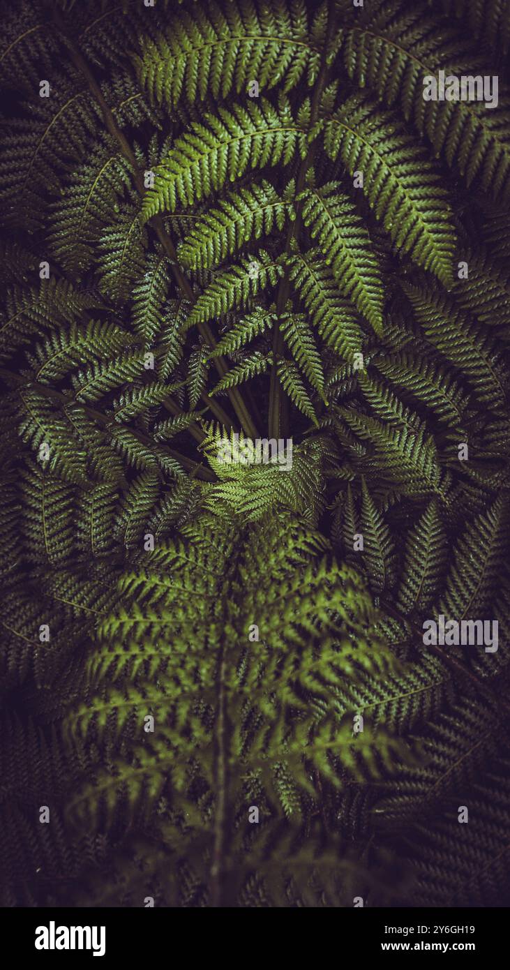 Vertical green fern leaves spreading out creating swirly natural ...