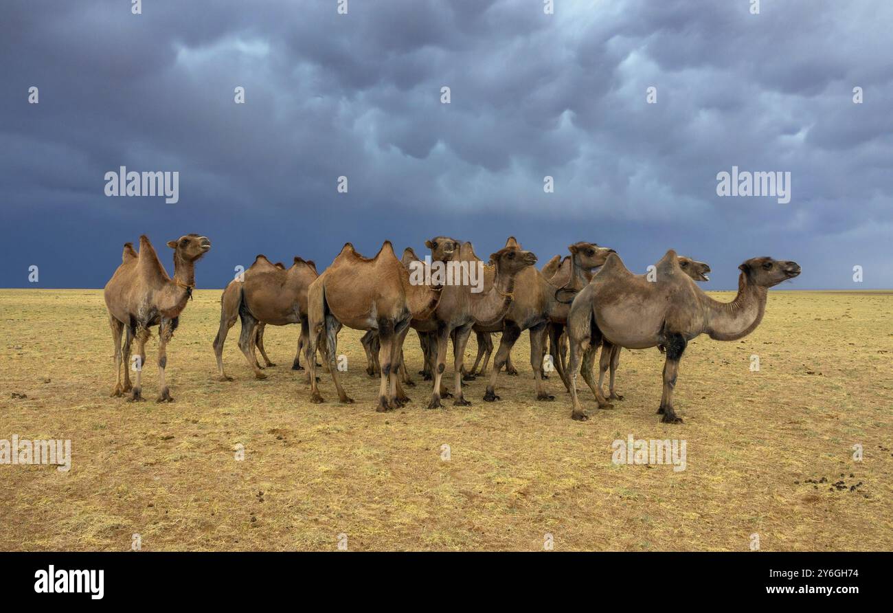 Group camels in steppe under storm clouds sky, Mongolia, Asia Stock ...