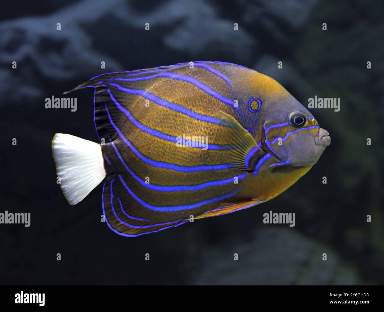 King angelfish hi-res stock photography and images - Alamy