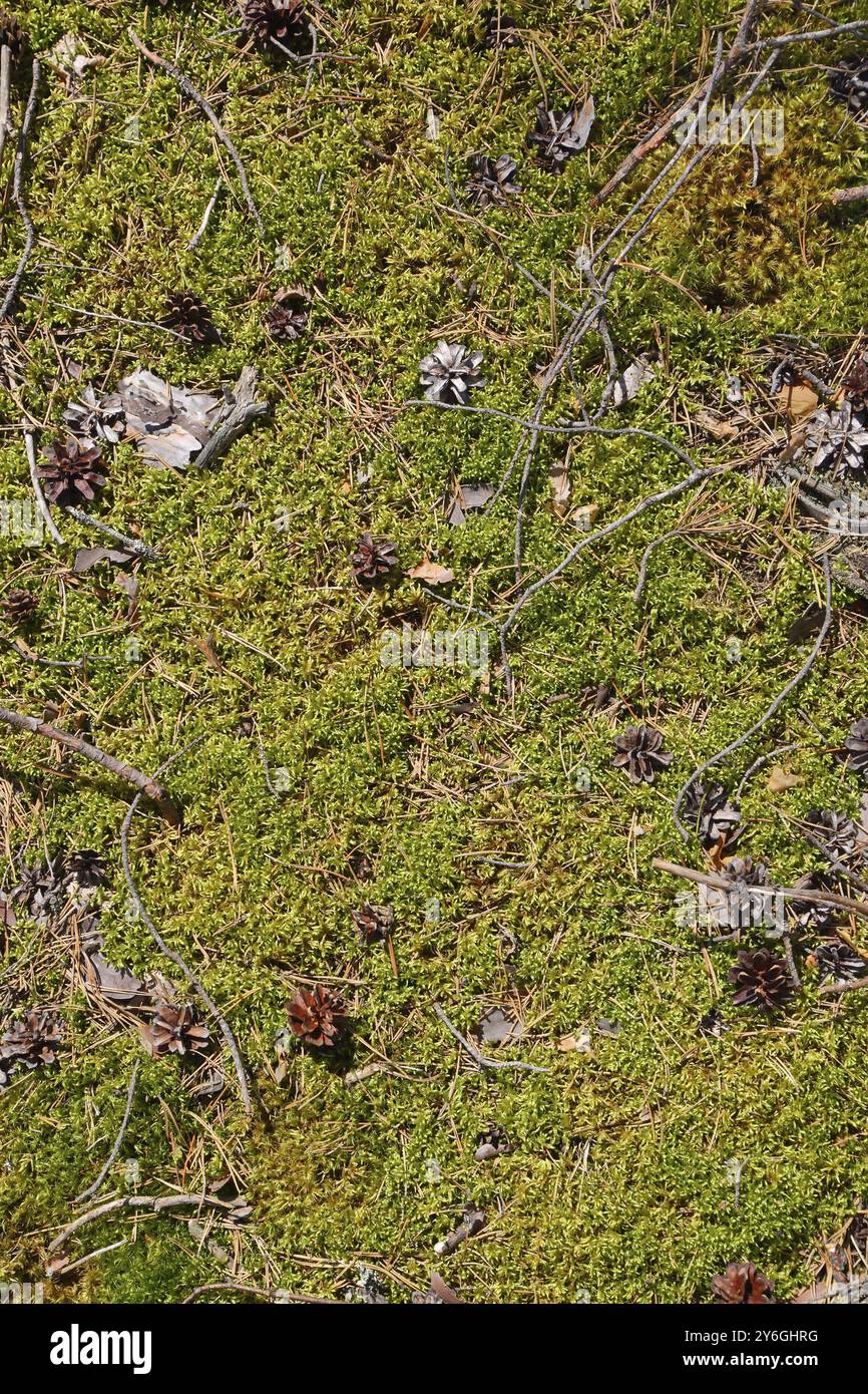Green moss background in the northern coniferous forest Stock Photo - Alamy