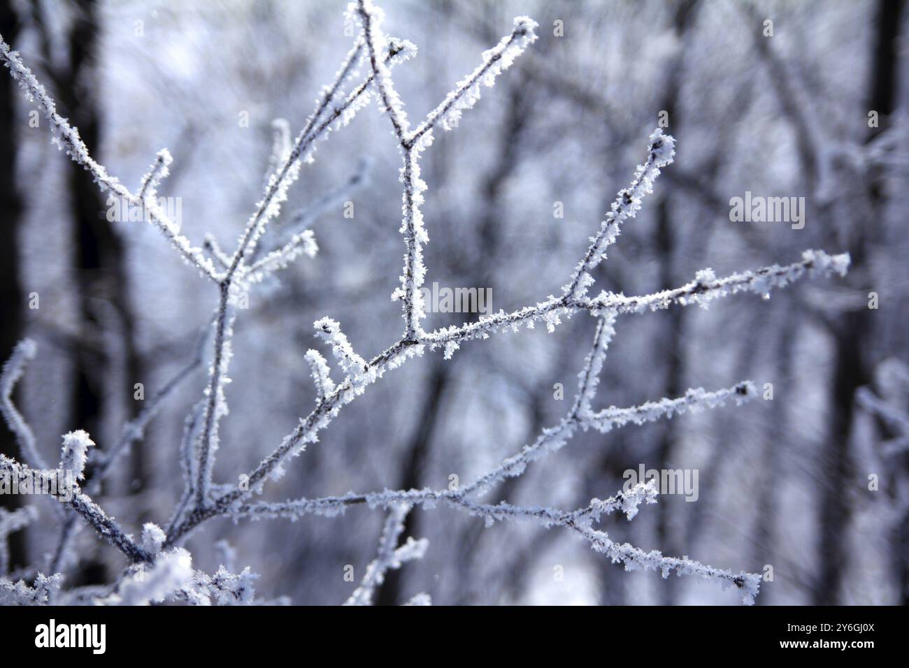 Winter background with ice tree branches Stock Photo - Alamy