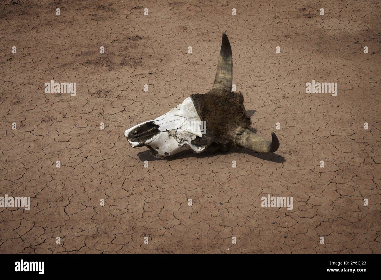 Cow skull on dry cracked soil during drought, death concept Stock Photo ...