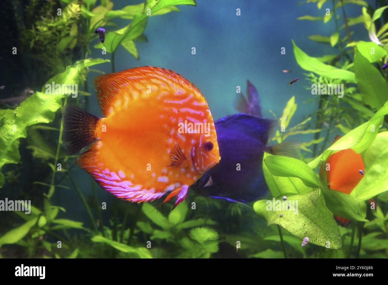 Red discus fish in aquarium underwater Stock Photo - Alamy
