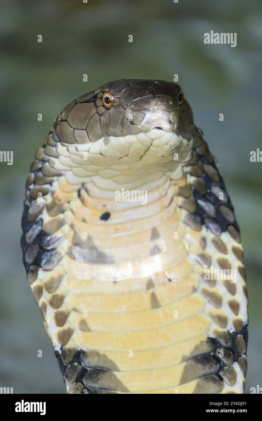 Cobra snake close up portrait Stock Photo - Alamy