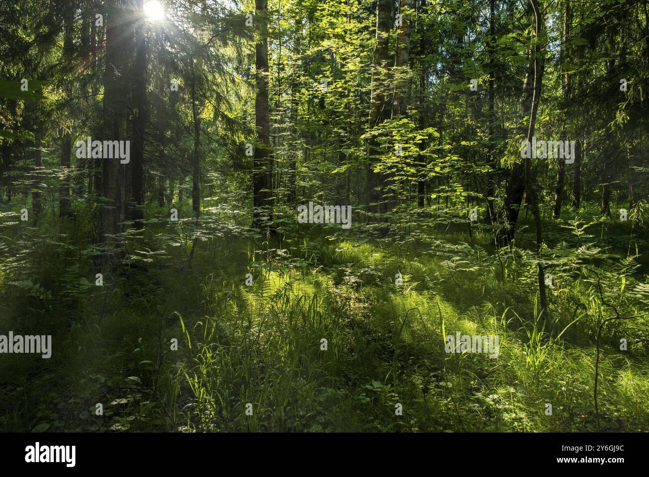 Forest landscape with deciduous trees and bright sun illuminating the ...