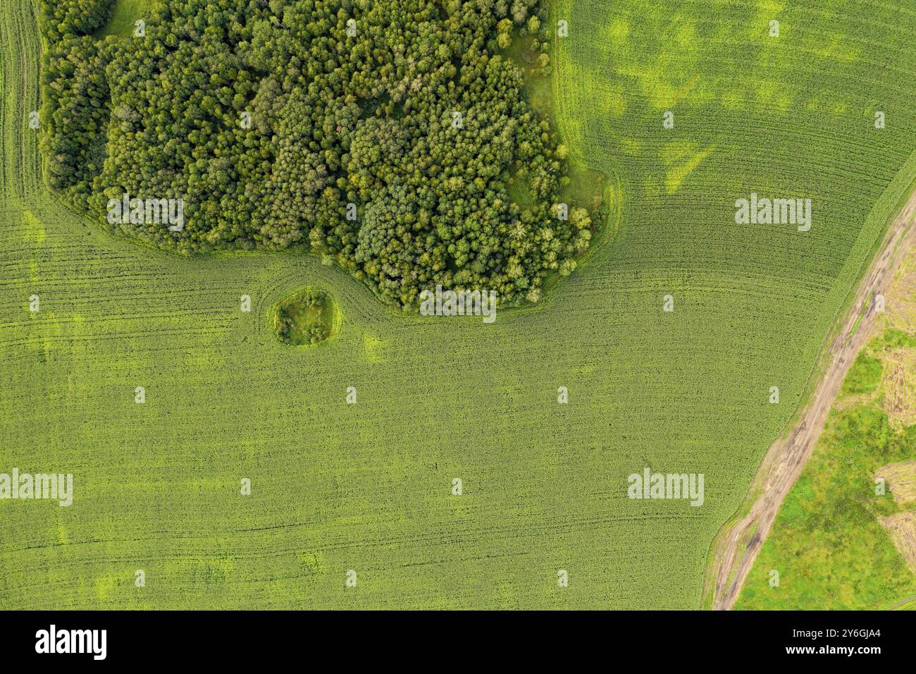 Aerial top view drone photography of a land with sown green fields in ...