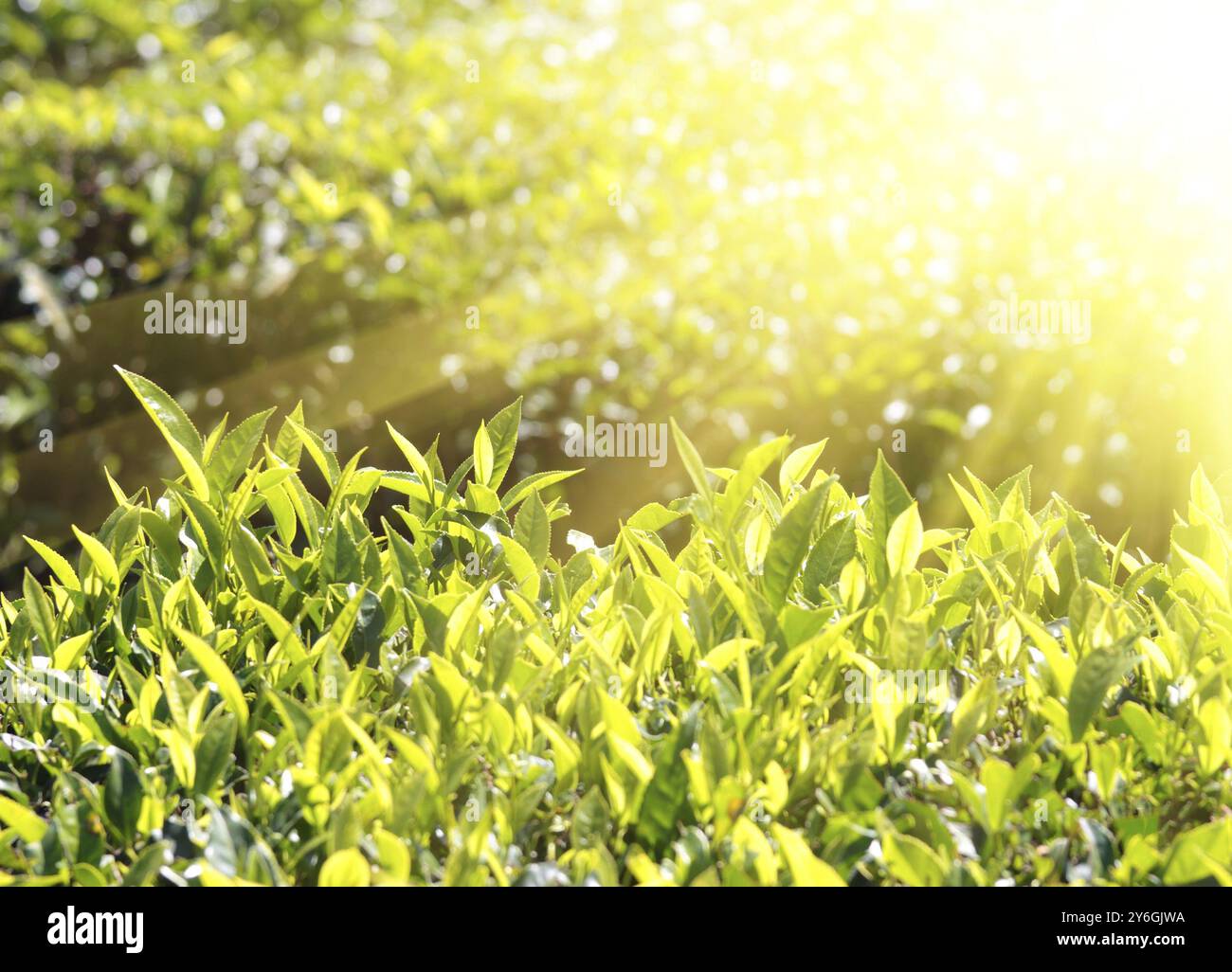 Tea plants in sunbeams, Munnar Kerala India Stock Photo - Alamy