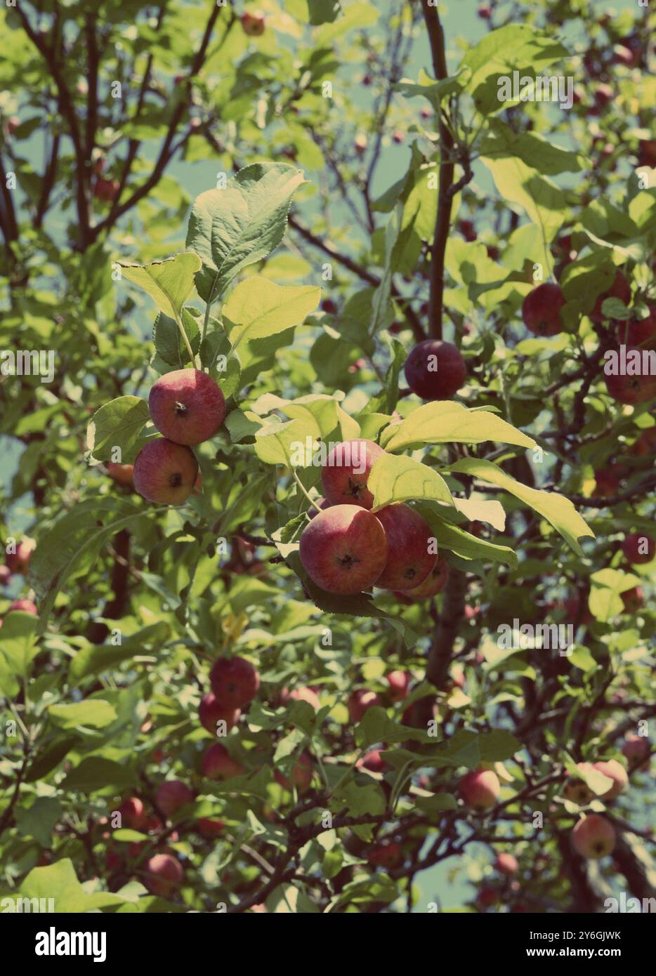 Red apples on branches hi-res stock photography and images - Alamy