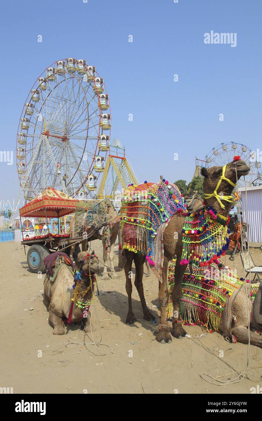 Ornate camels and ferris wheels at Pushkar camel fair, India, Asia ...