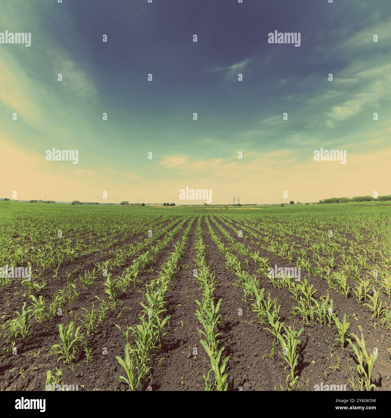 Agriculture landscape with corn field, vintage retro style Stock Photo ...