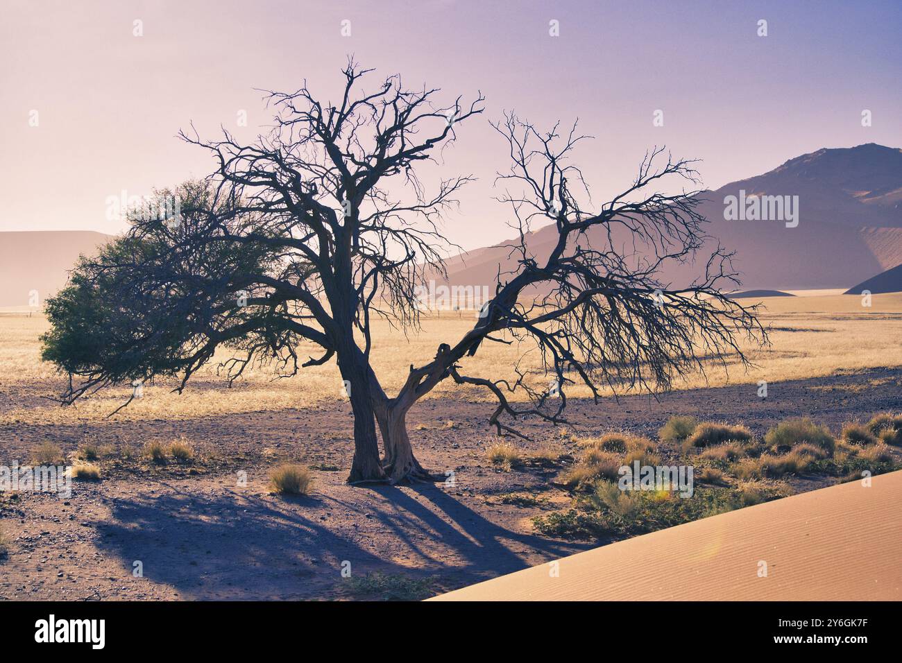 Horizontal shot of a dying tree in the desert of Sossusvlei, Namibia ...