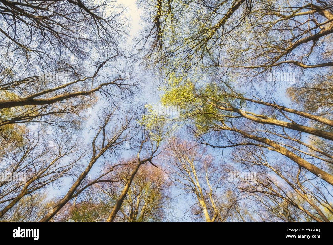 Looking up at the green tree tops in spring forest, bottom view Stock ...