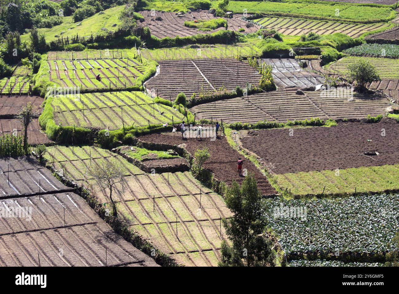 Peasants in vegetable gardens in India, rural landscape Stock Photo - Alamy