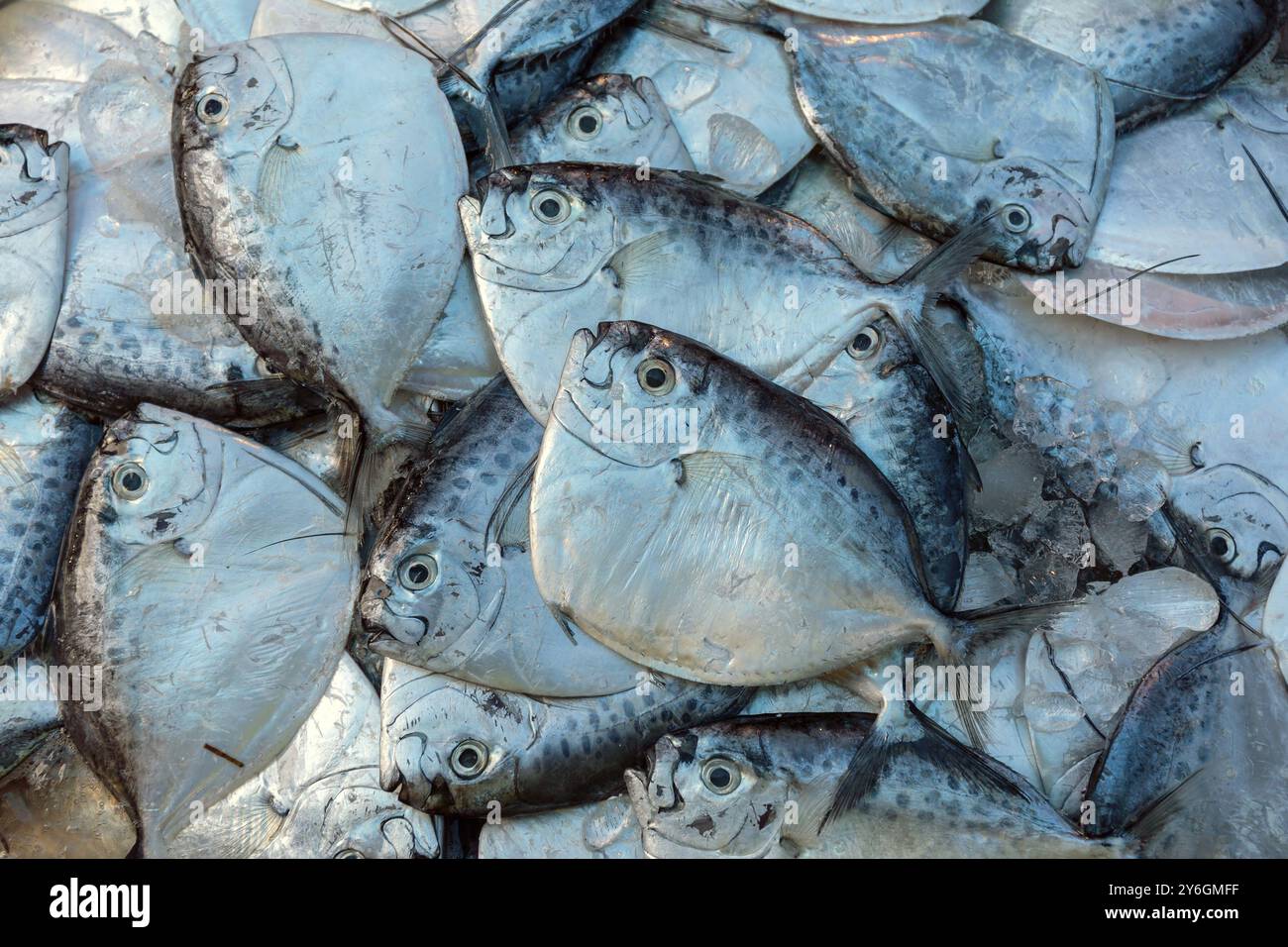 Razor moonfish (mene maculata) raw fish on market, background Stock ...