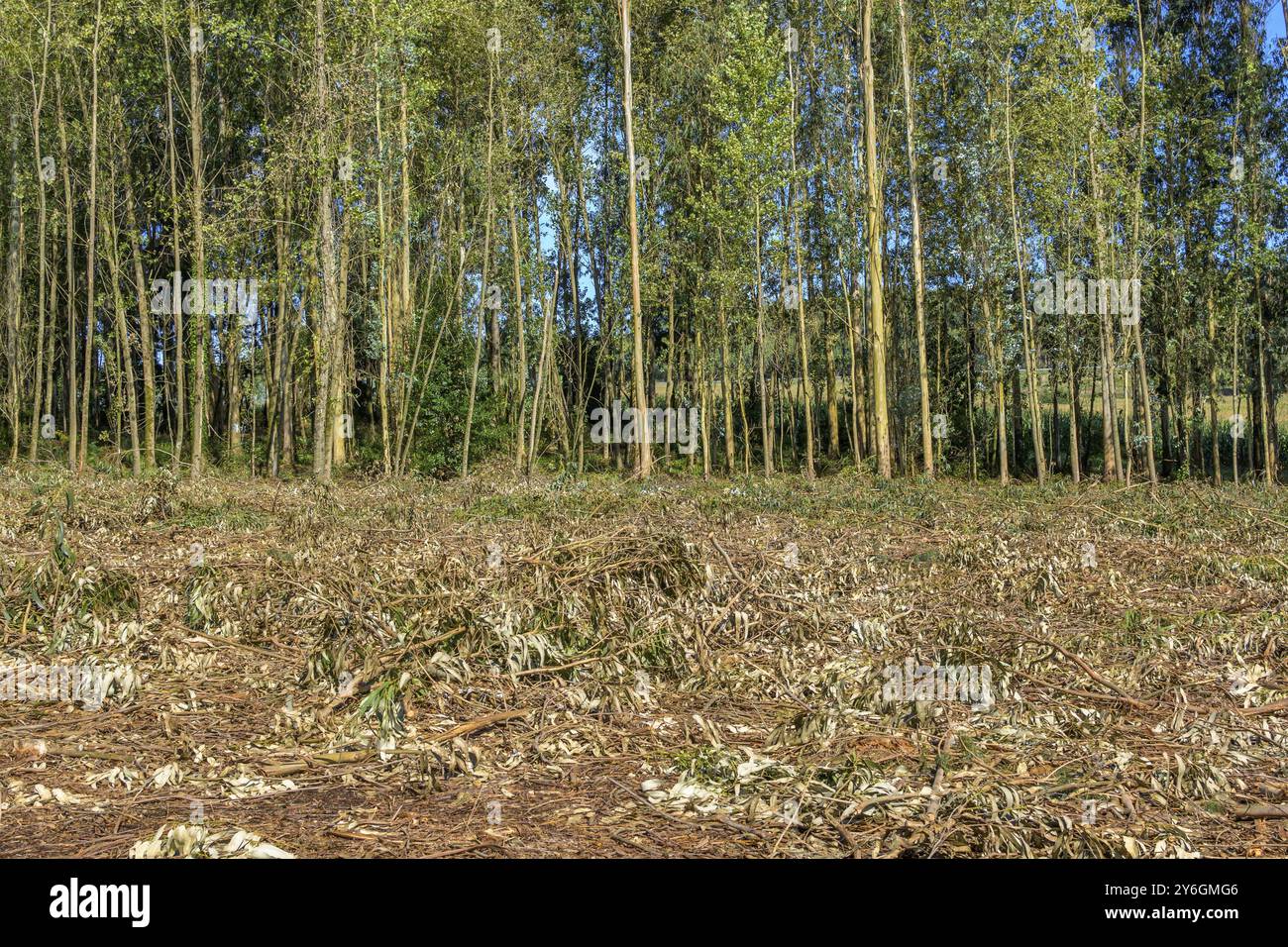 Deforestation of a wood and timber production forest in Galicia, Spain ...