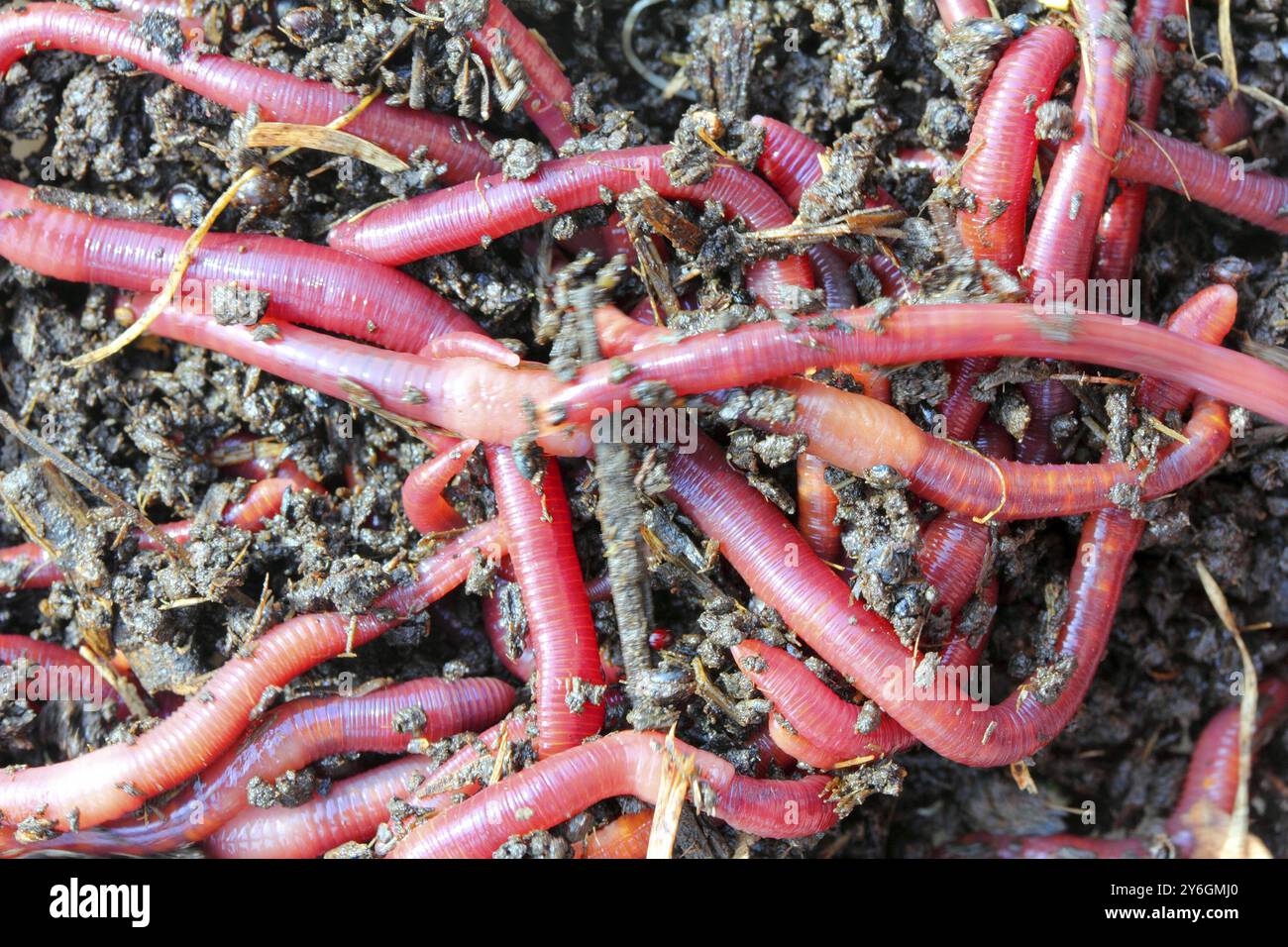 Red worms in compost, bait for fishing Stock Photo - Alamy