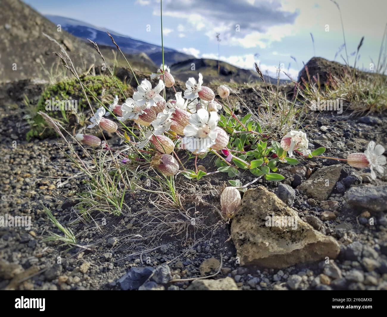 Flowers and plants of Iceland: Silene uniflora, commonly known as sea ...
