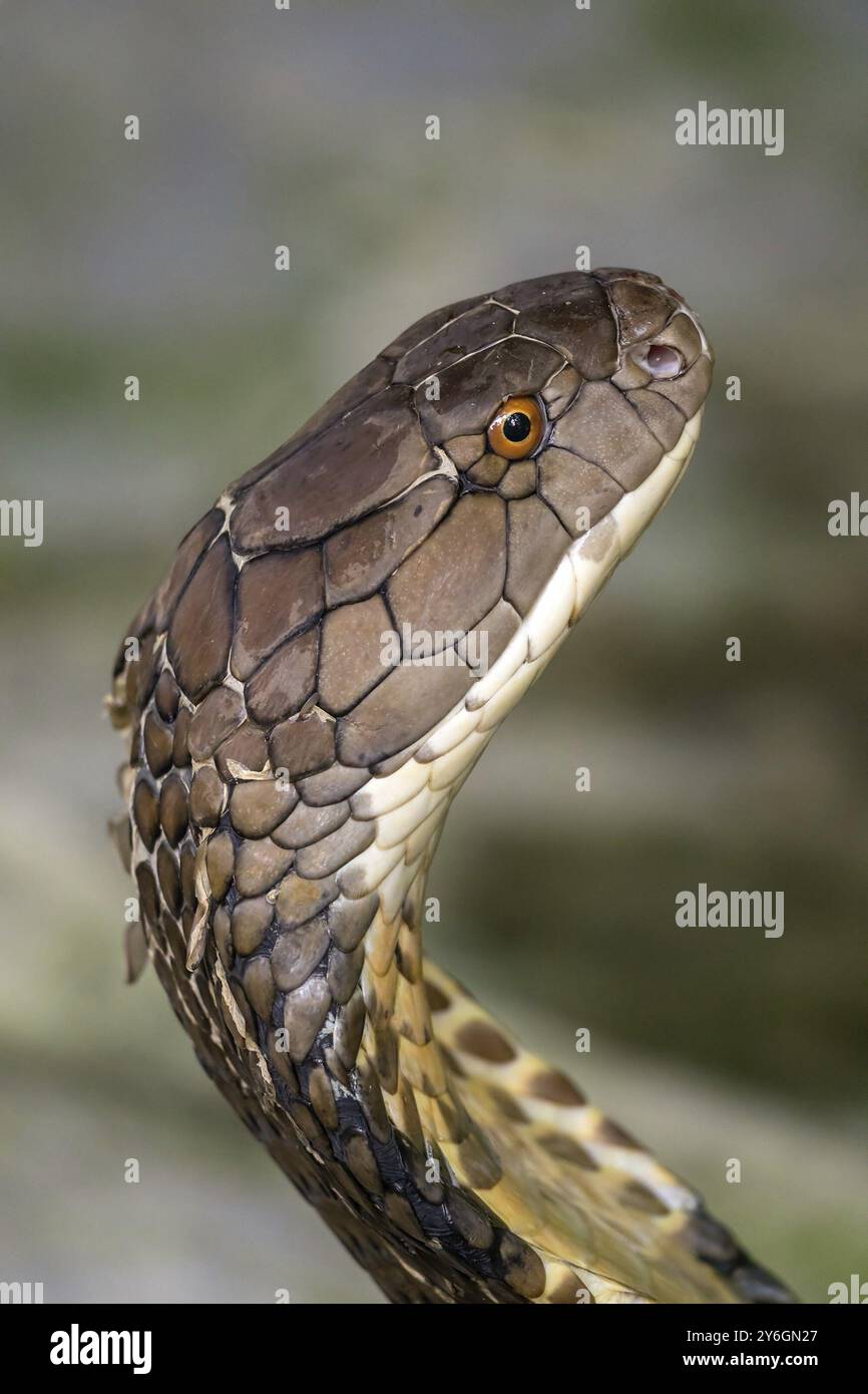 Cobra snake close up portrait Stock Photo - Alamy