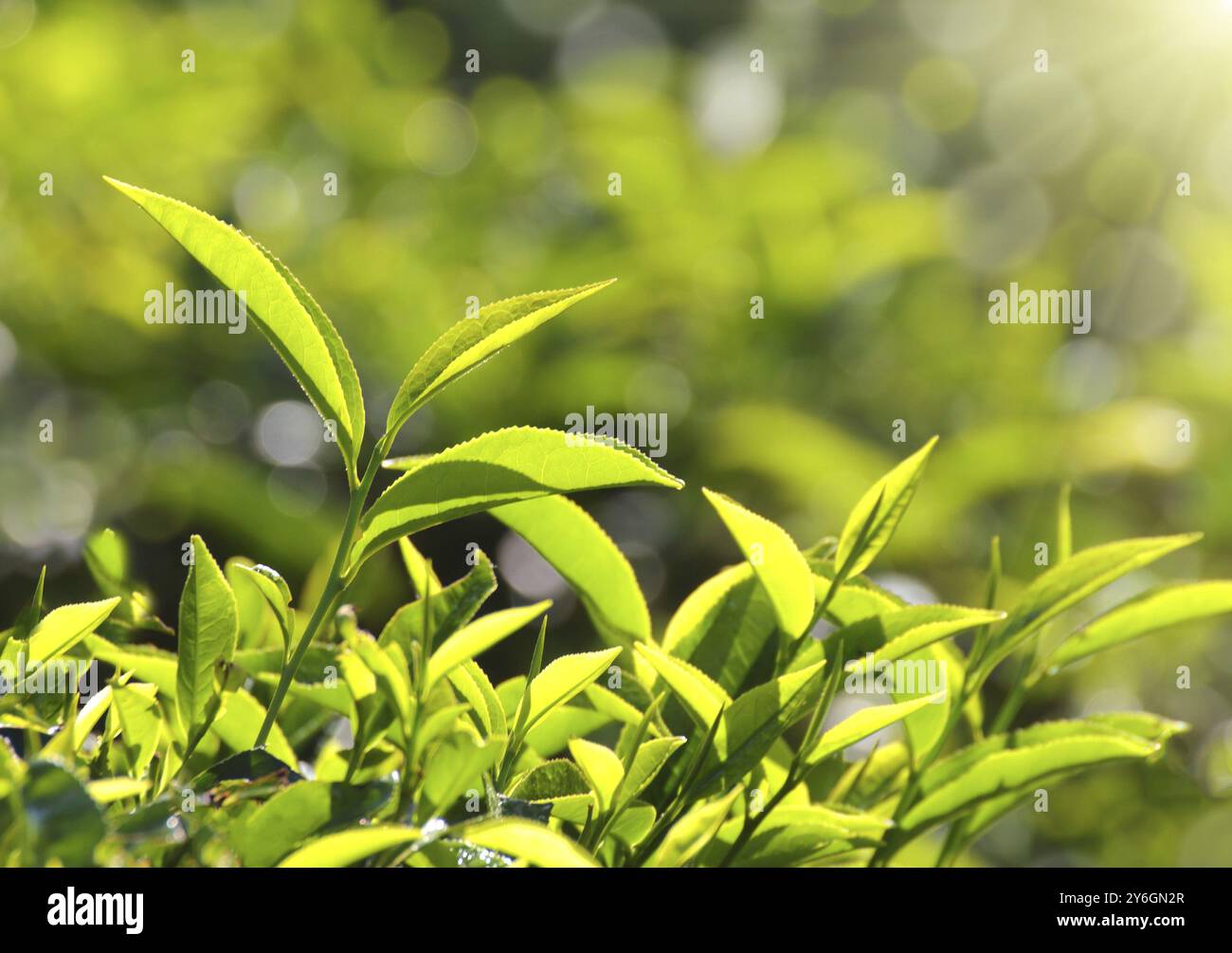 Tea plants in sunbeams, Munnar Kerala India Stock Photo - Alamy