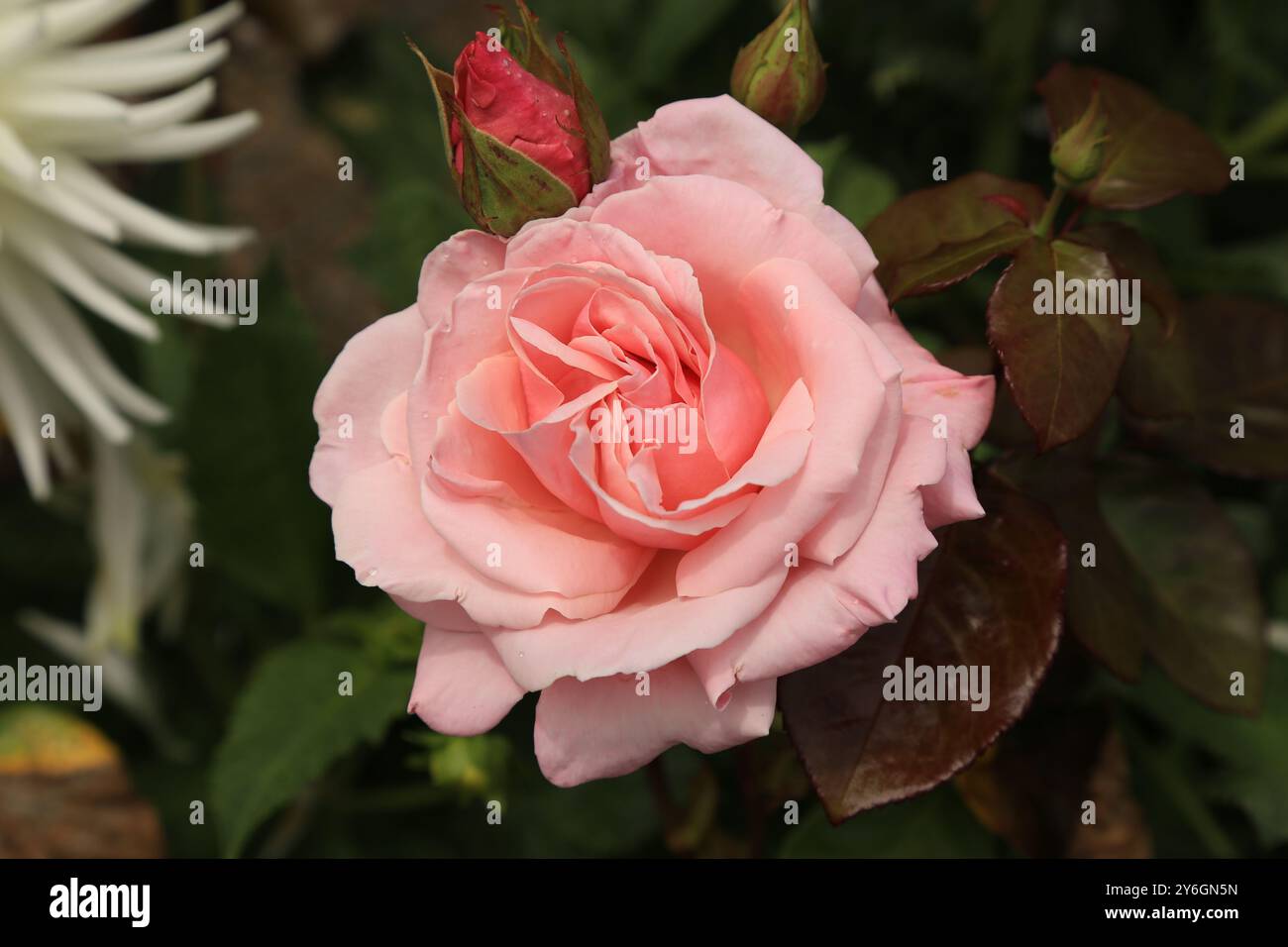 Beautiful Pink Rose Stock Photo - Alamy