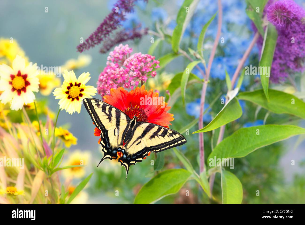 Macro of a western tiger swallowtail butterfly (Papilio rutulus) in ...