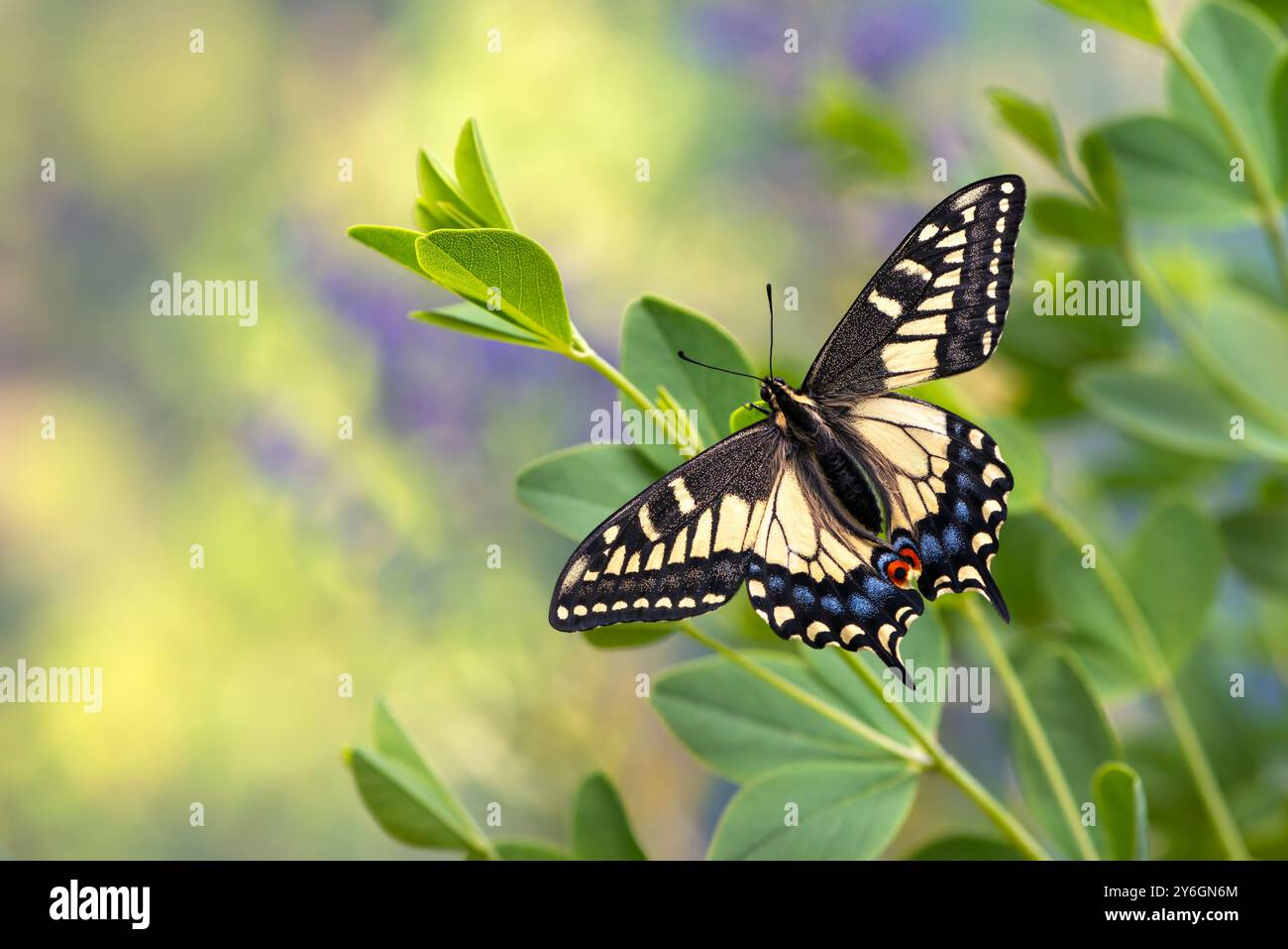 Macro of an Anise Swallowtail butterfly (papilio zelicaon) with wings ...