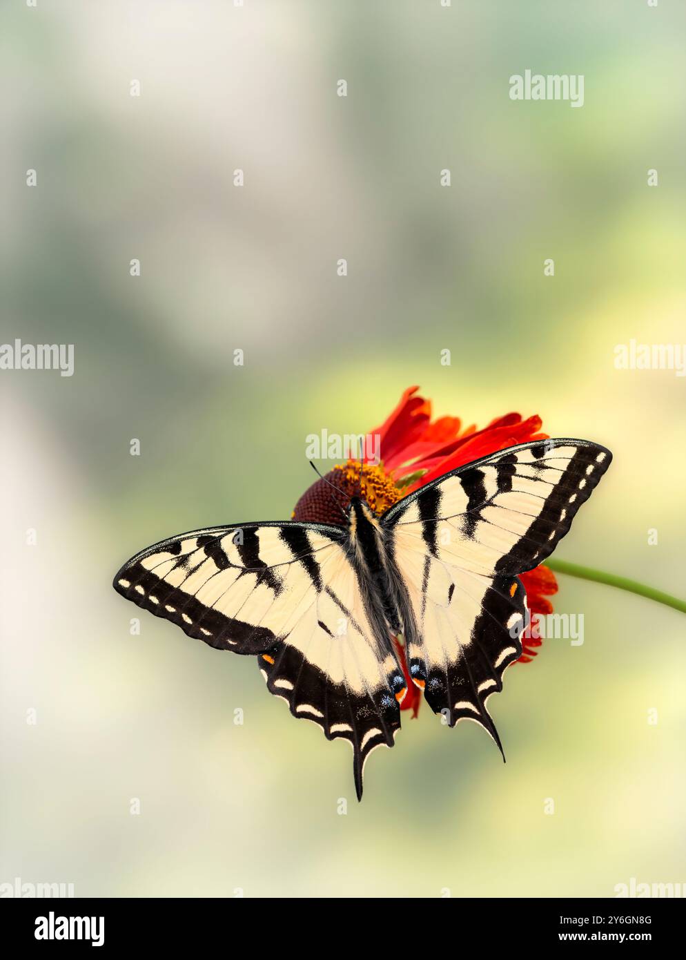 Macro of an Eastern tiger swallowtail (Papilio glaucus) butterfly ...