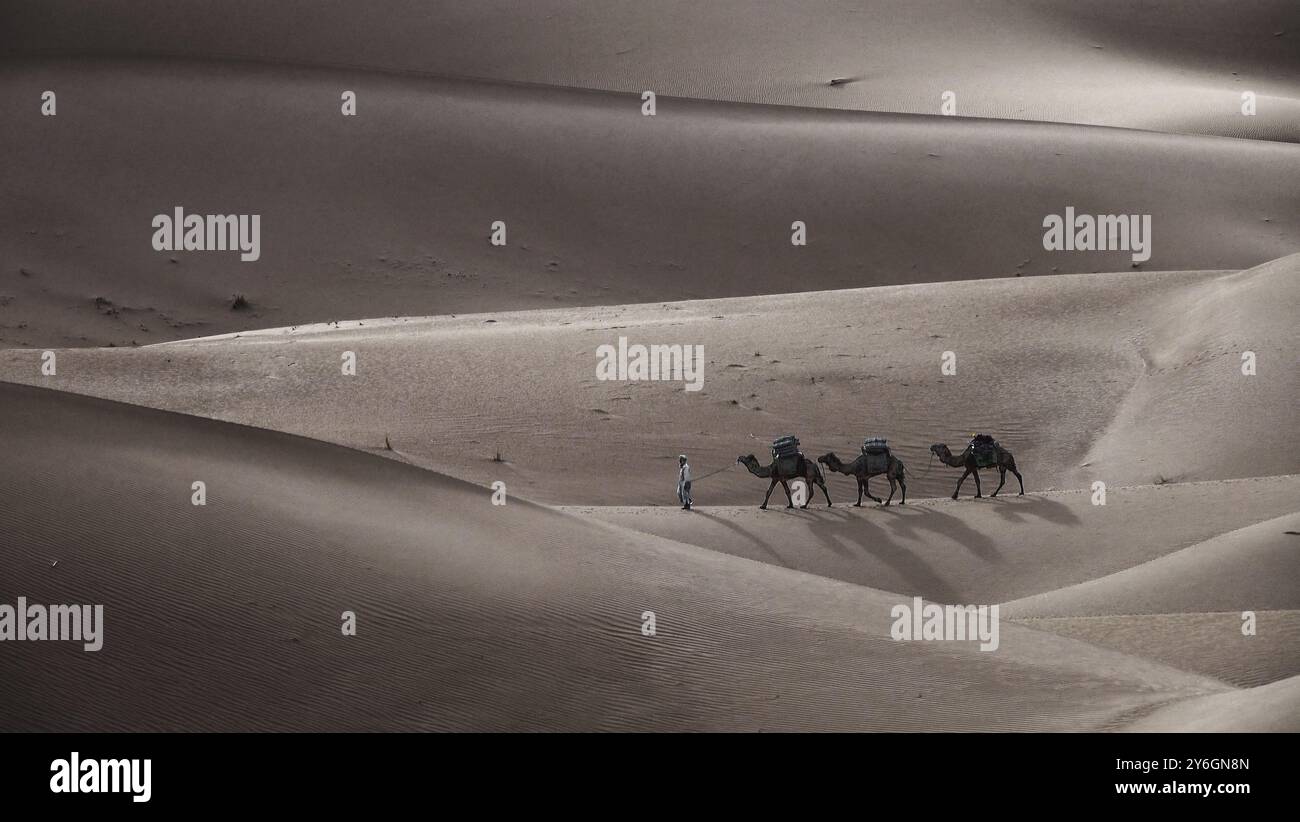 Camel caravan going through the sand dunes in the Sahara desert, Morocco, Africa Stock Photo - Alamy