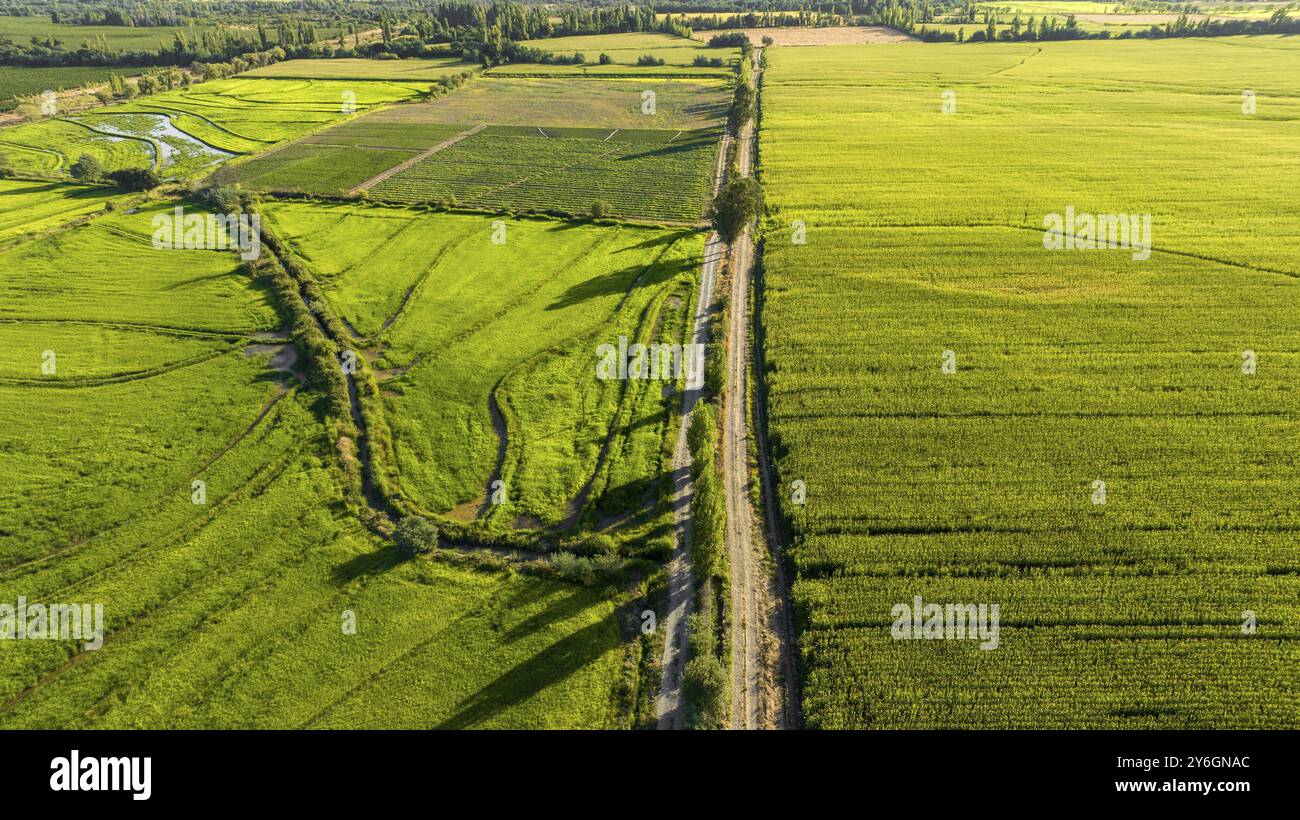 Aerial view of green rice field. Drone shot frome above Stock Photo - Alamy