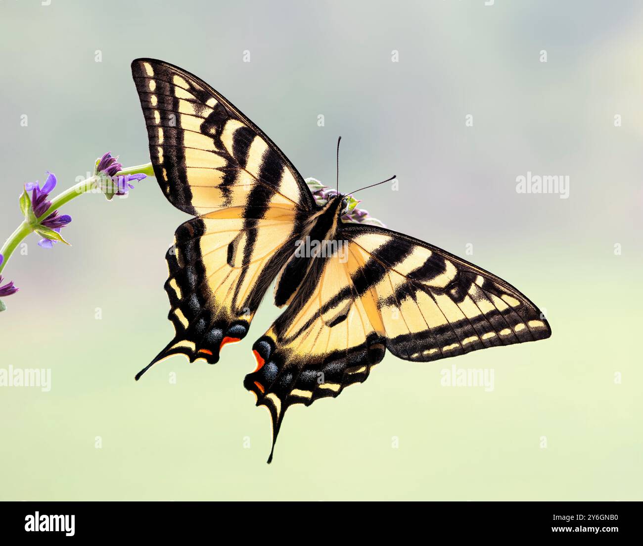 Macro of a western tiger swallowtail butterfly (Papilio rutulus) on a ...