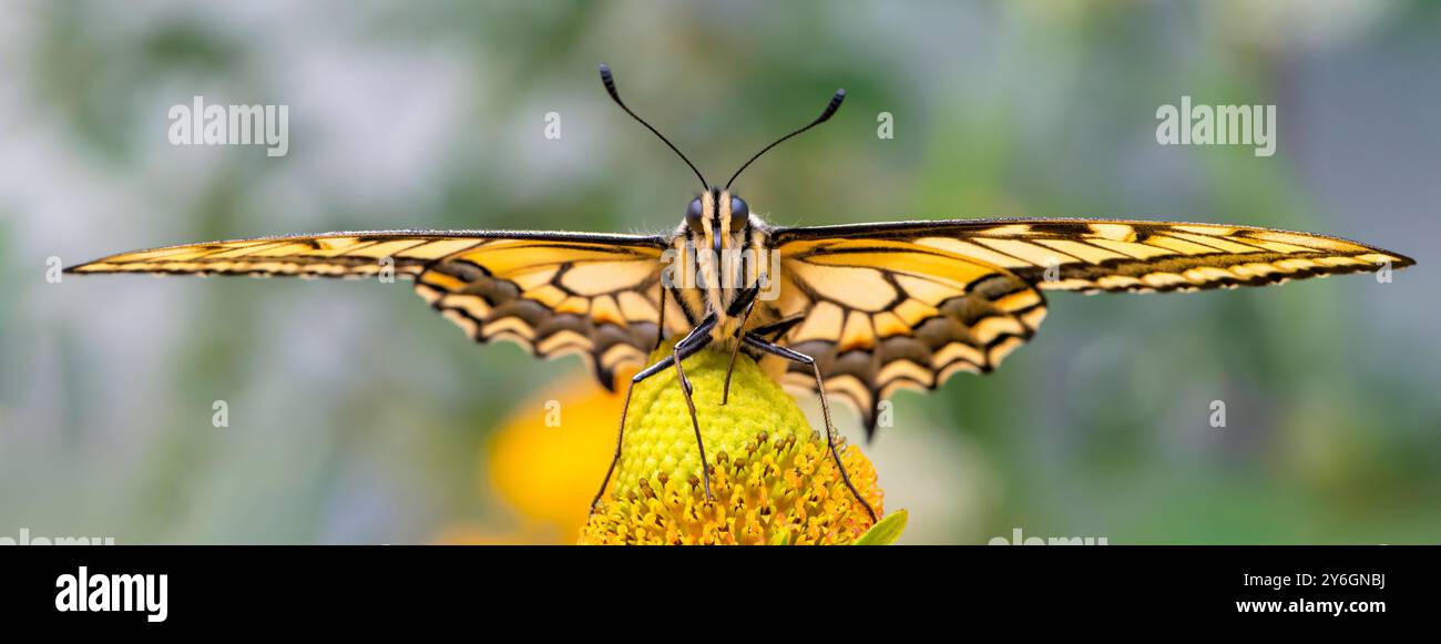 Macro of the front of an Oregon swallowtail butterfly (Papilio machaon ...