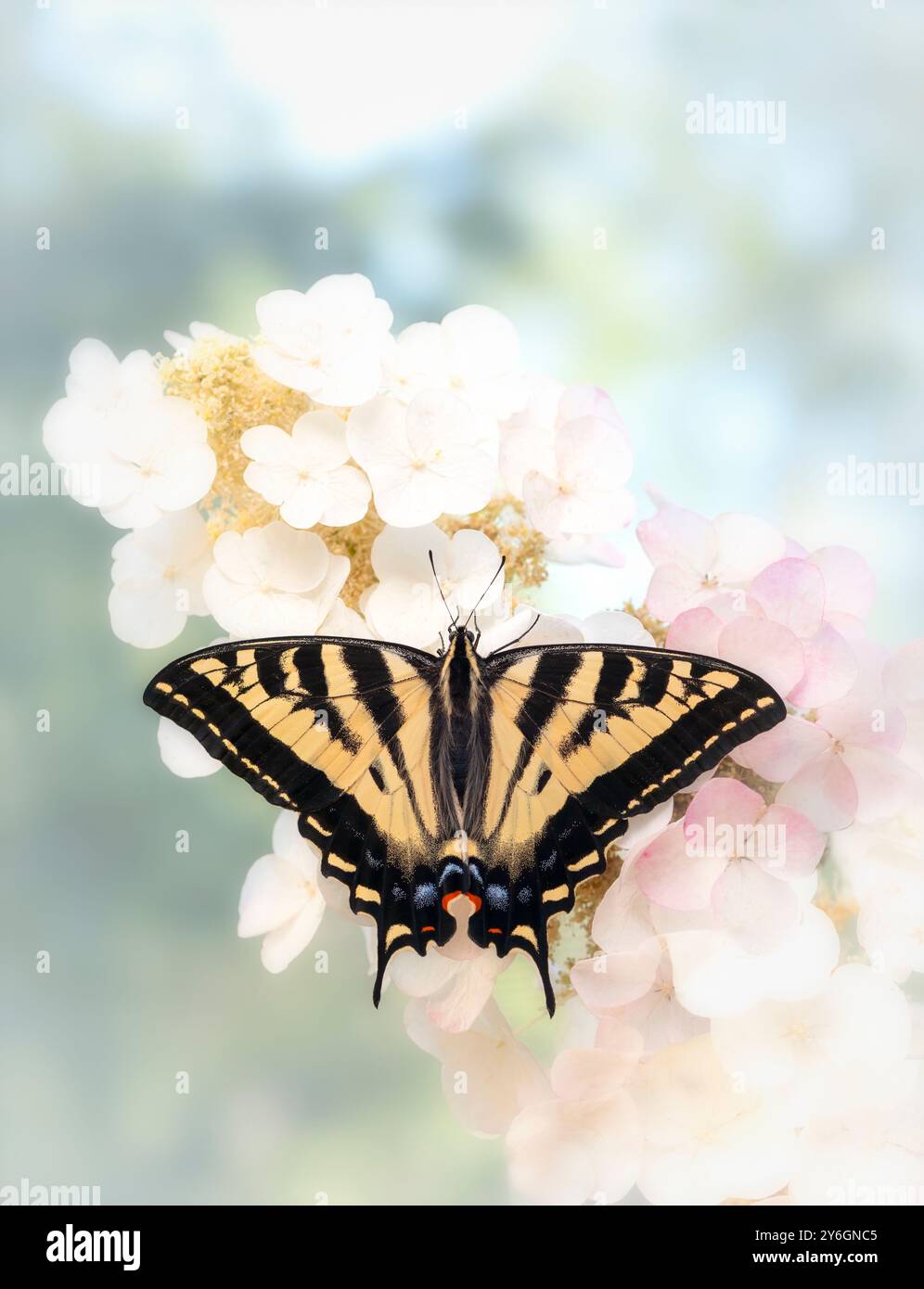 Macro of a western tiger swallowtail butterfly (Papilio rutulus ...