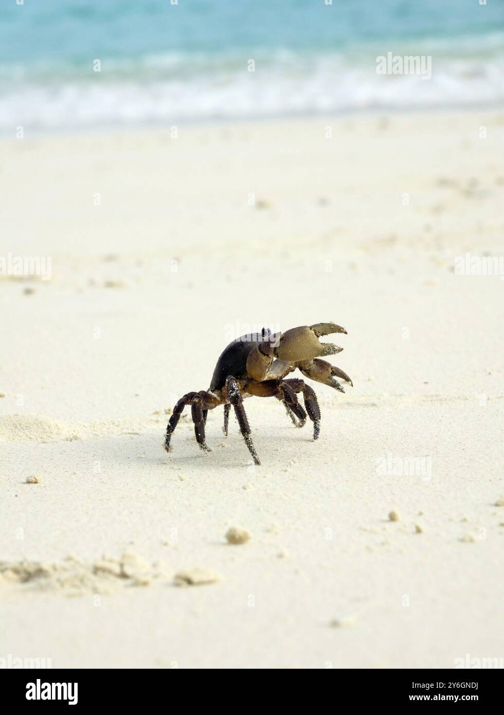 Crab with raised claws on white sand beach Stock Photo - Alamy