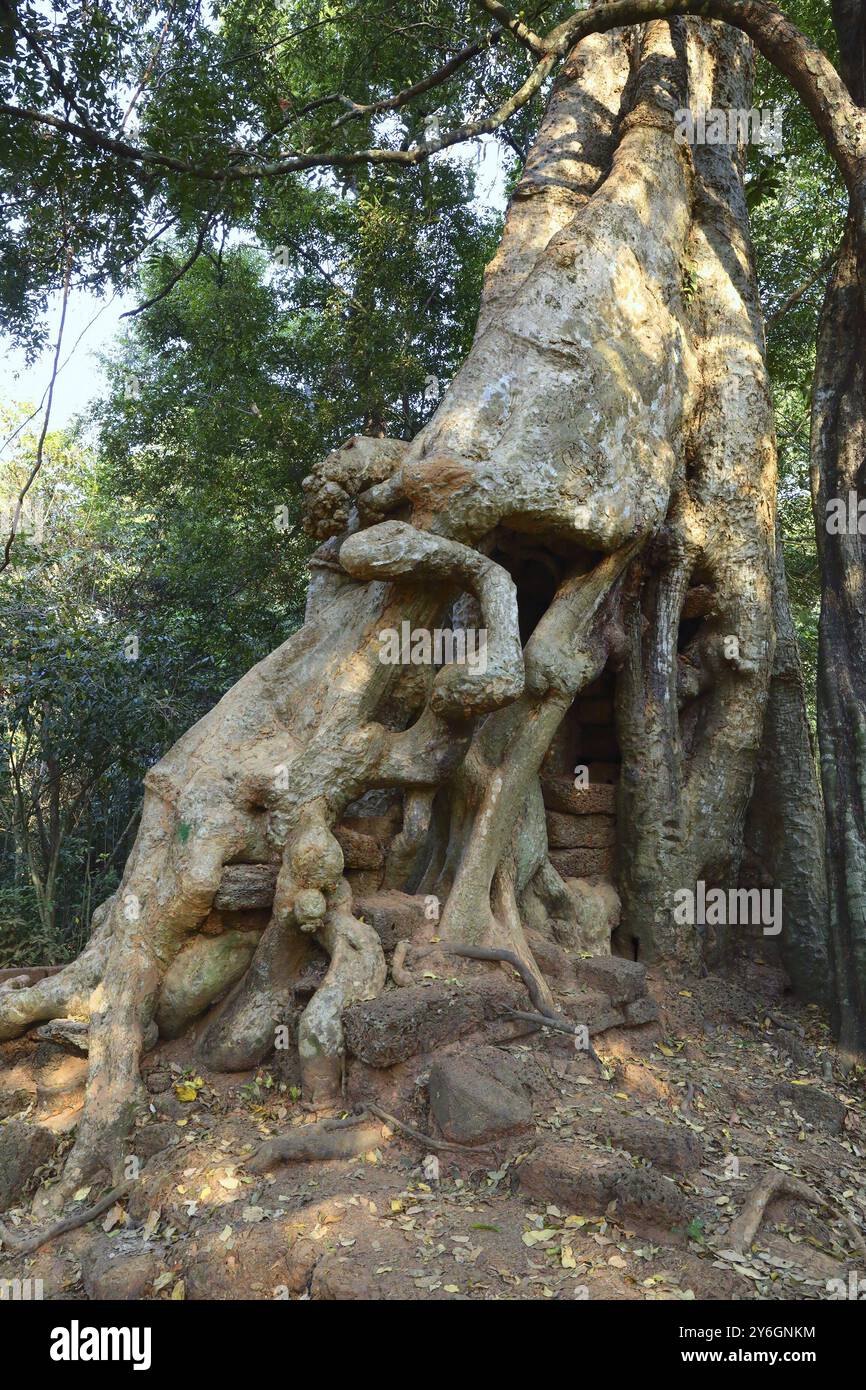 Giant tree roots on old temple ruins, Angkor, Cambodia, Asia Stock ...
