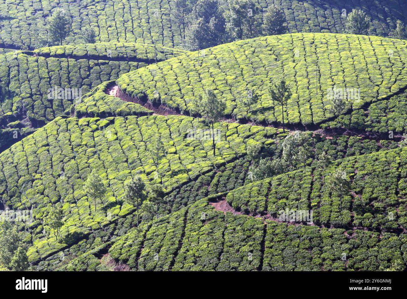 Mountain tea plantation in Munnar Kerala India Stock Photo - Alamy
