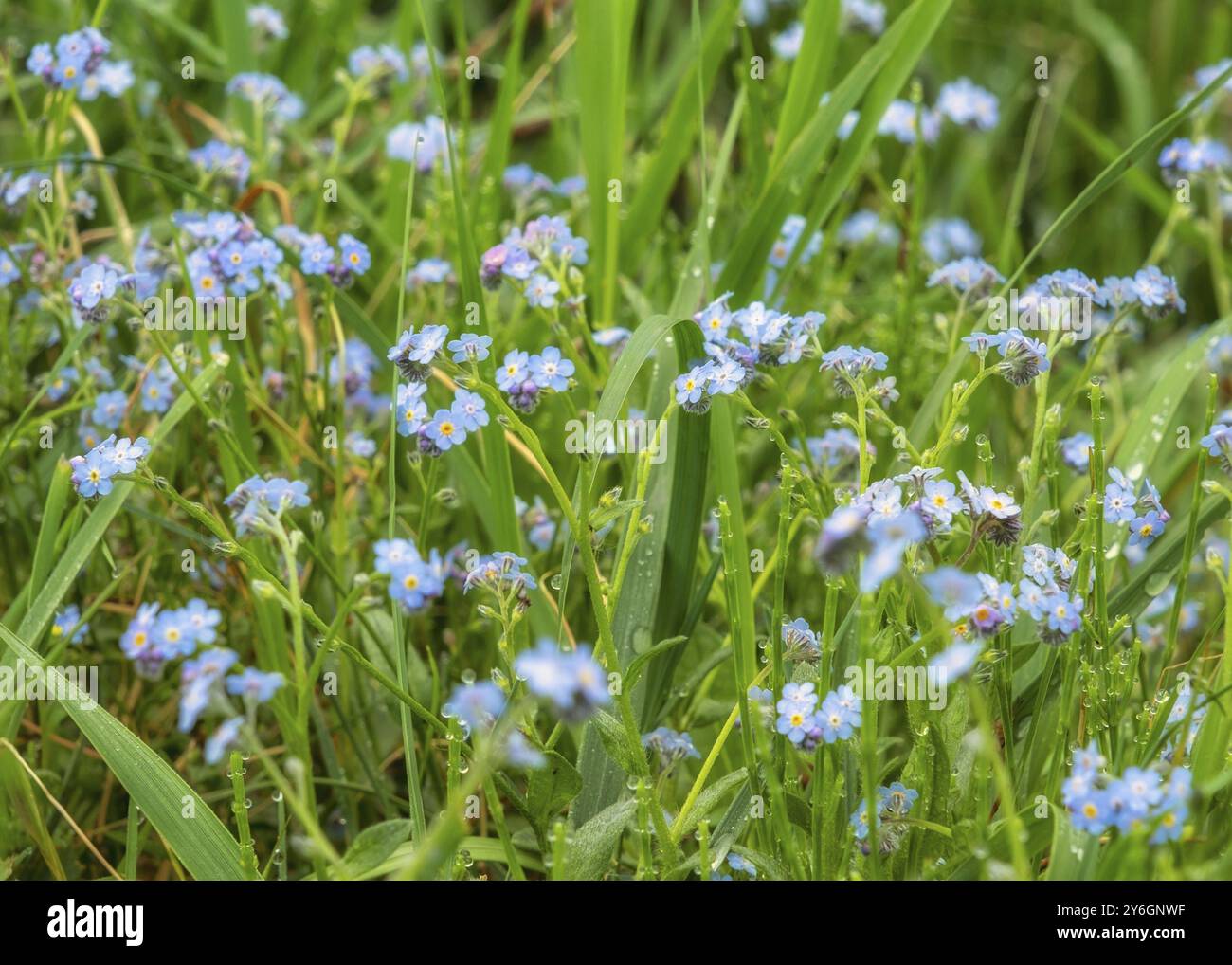 Forget me not, spring blue flowers in green grass Stock Photo - Alamy