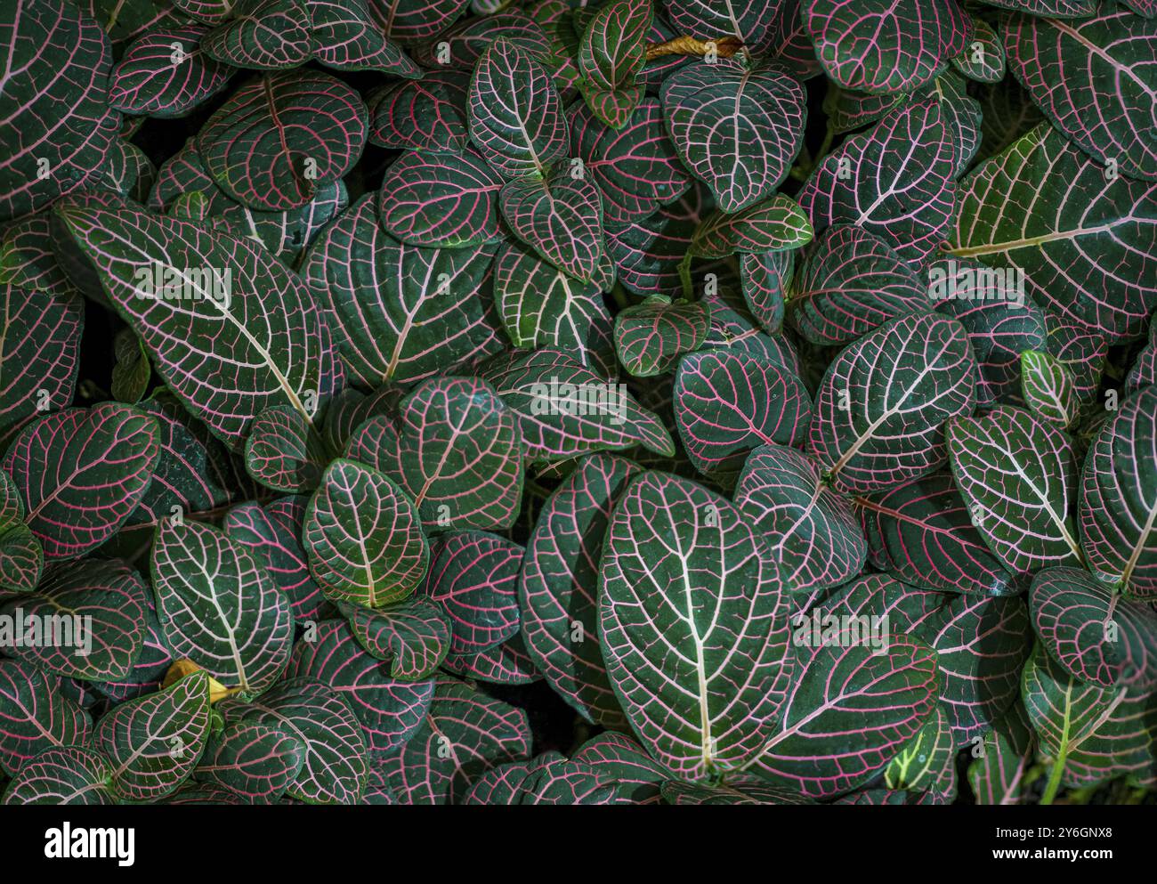 Closeup shot of Fittonia albivenis leaves with nerve patterns. Also ...